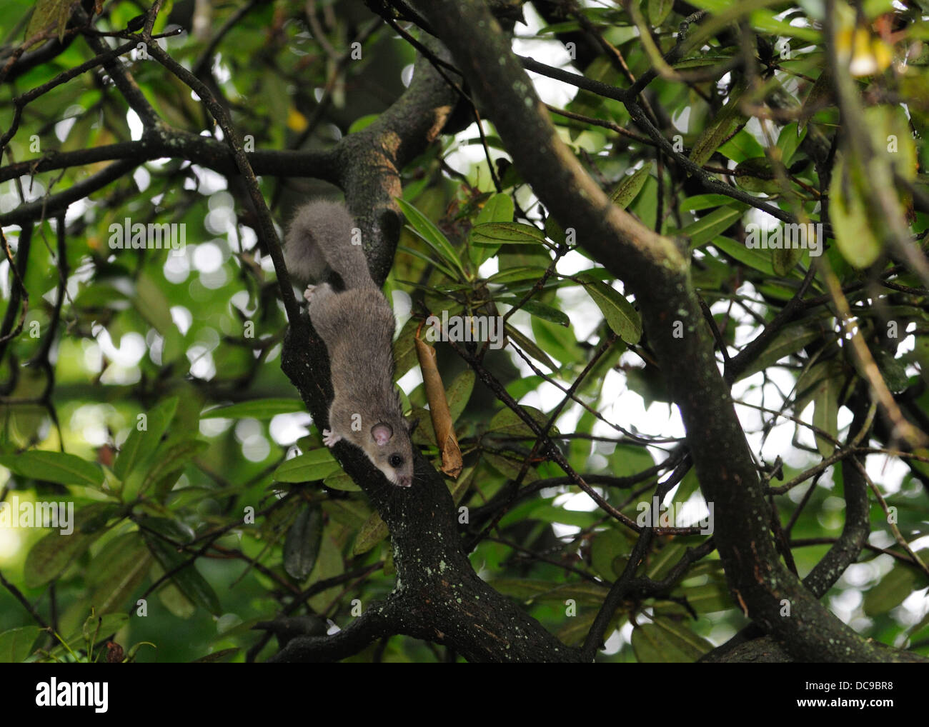 Ghiro commestibile immagini e fotografie stock ad alta risoluzione - Alamy