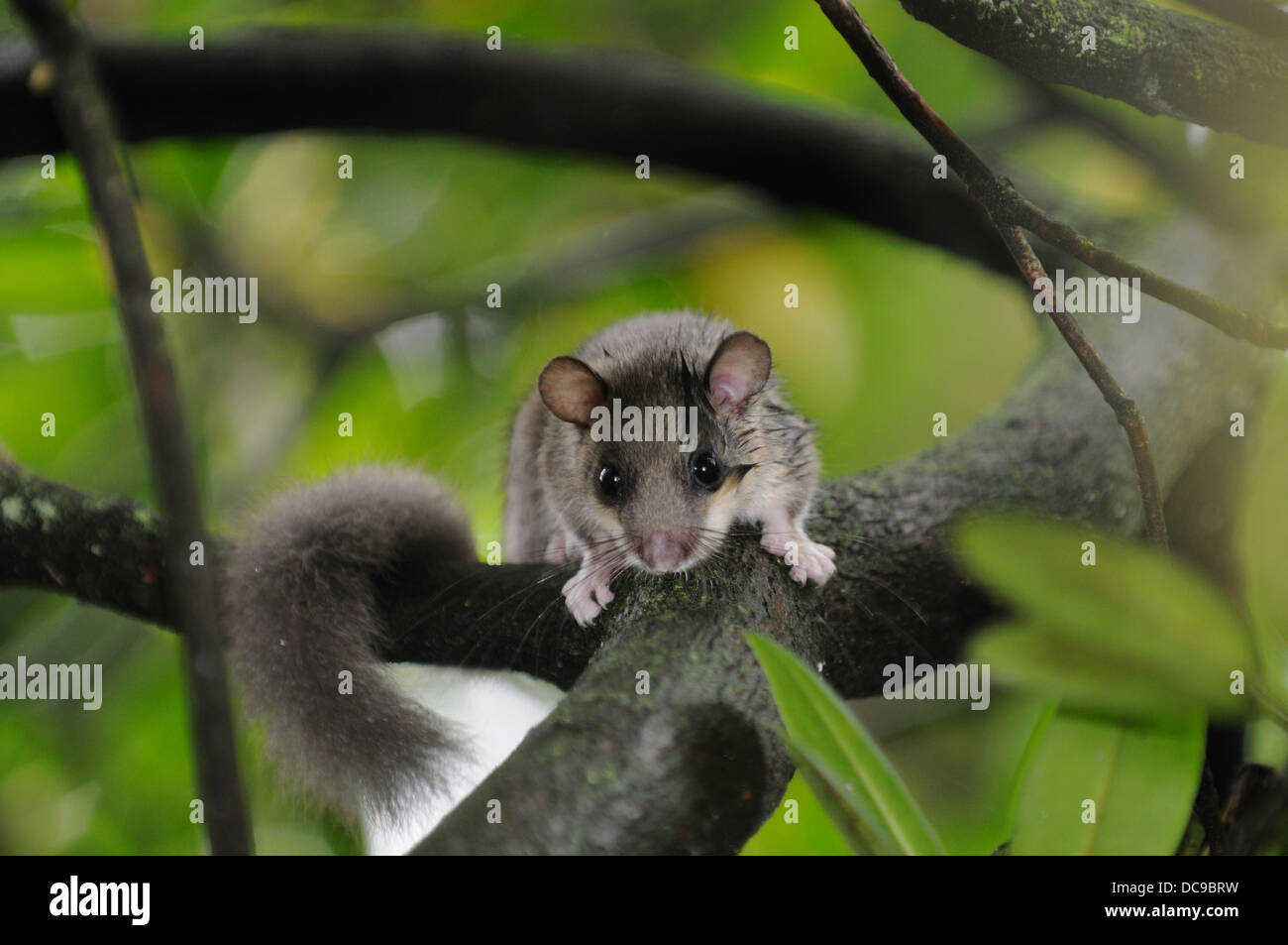 Ghiro commestibile immagini e fotografie stock ad alta risoluzione - Alamy