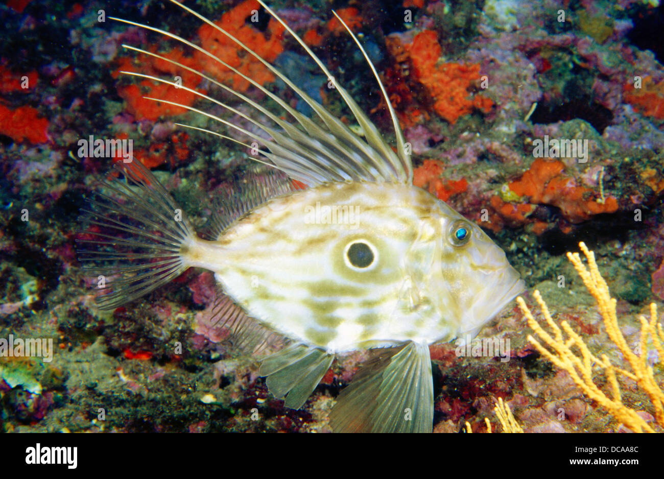 Giovanni faber immagini e fotografie stock ad alta risoluzione - Alamy