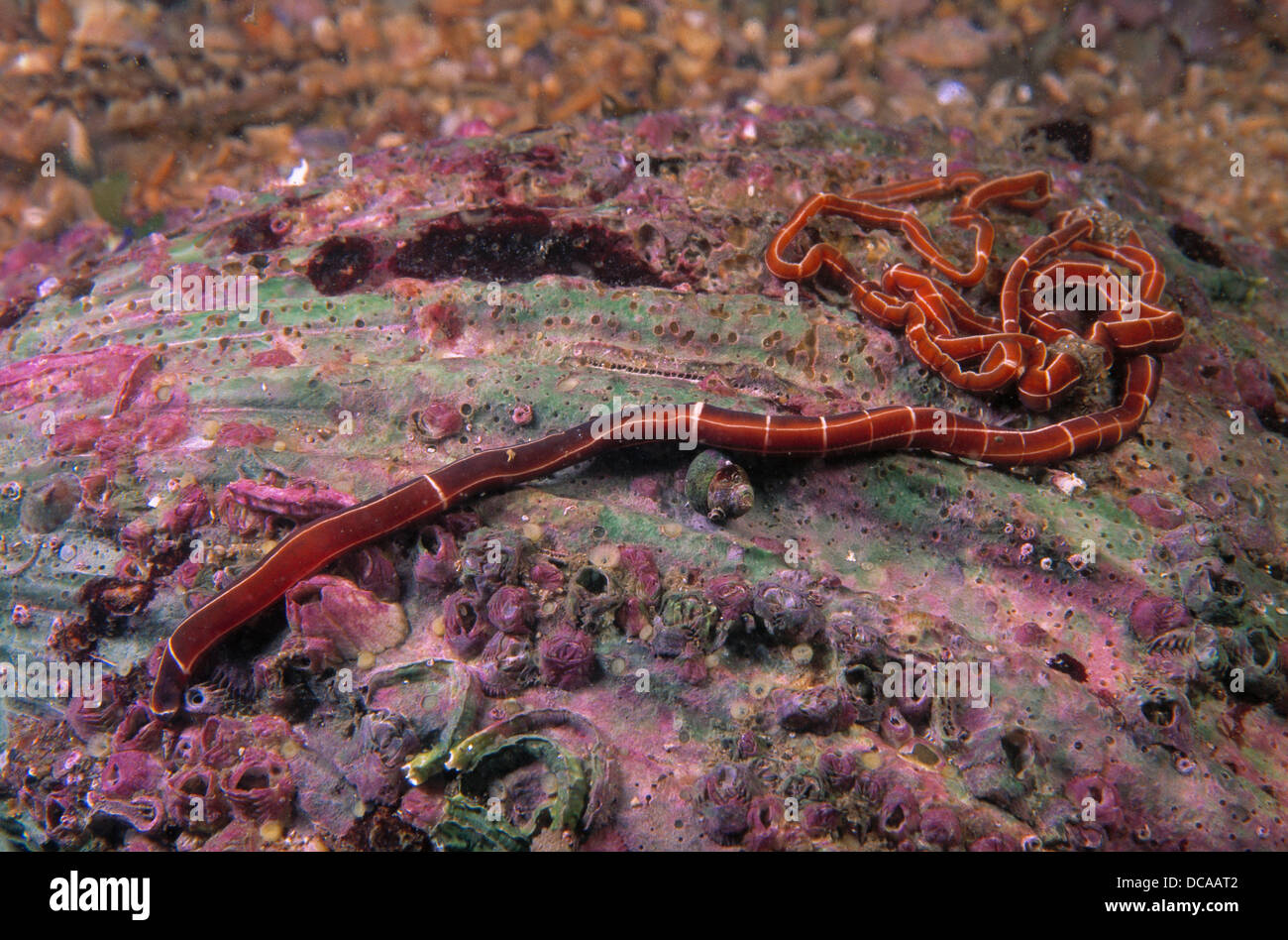 Ribbon worm immagini e fotografie stock ad alta risoluzione - Alamy