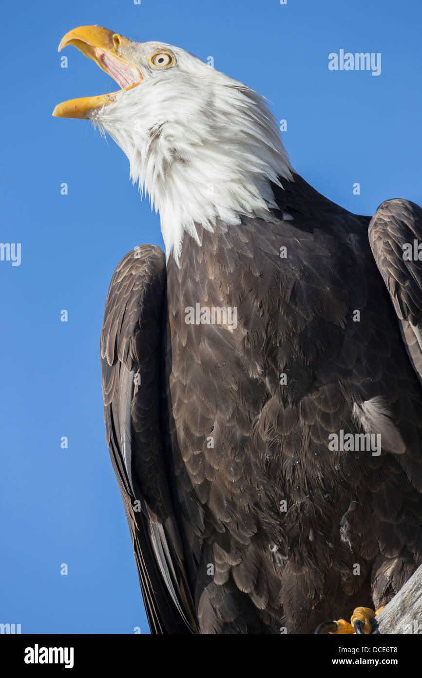 Immagini dell'aquila dell'america immagini e fotografie stock ad alta ...