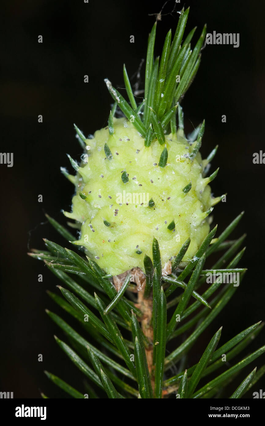 Larice rosso gallone adelgid immagini e fotografie stock ad alta ...
