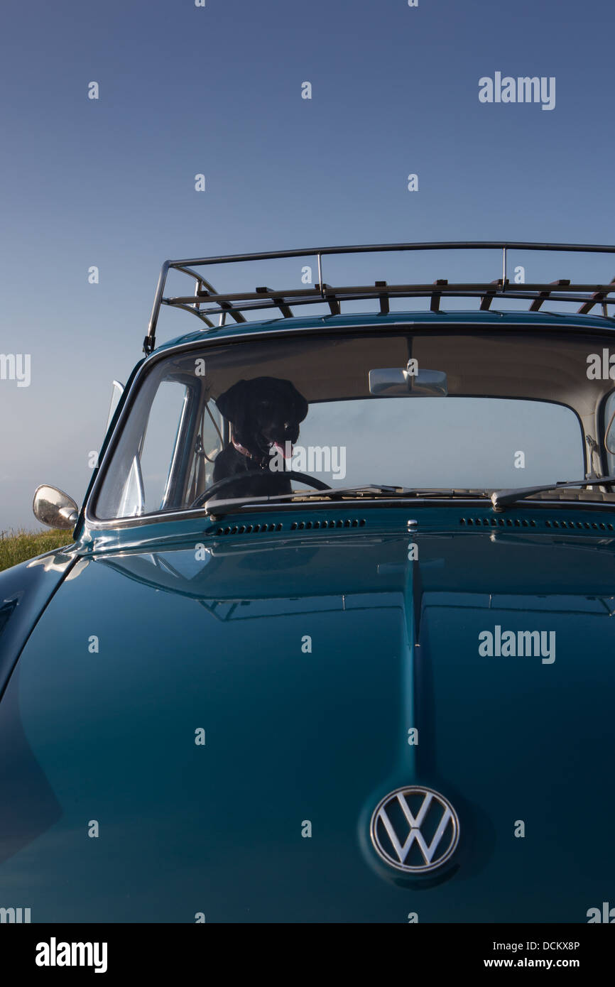 Cane che guida in auto immagini e fotografie stock ad alta risoluzione ...