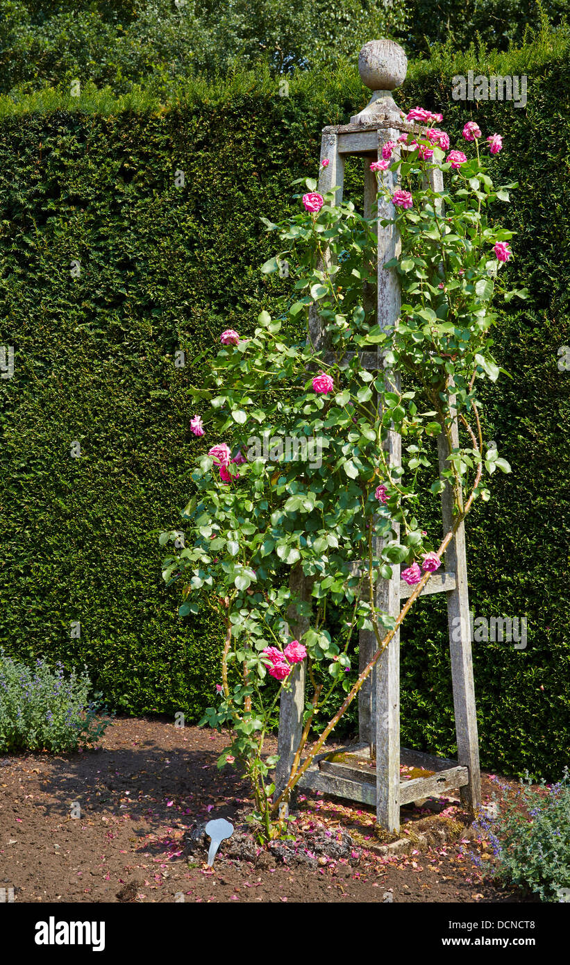 Ornati trellis rose in forma di un bossed obelisco di legno di supporto ...