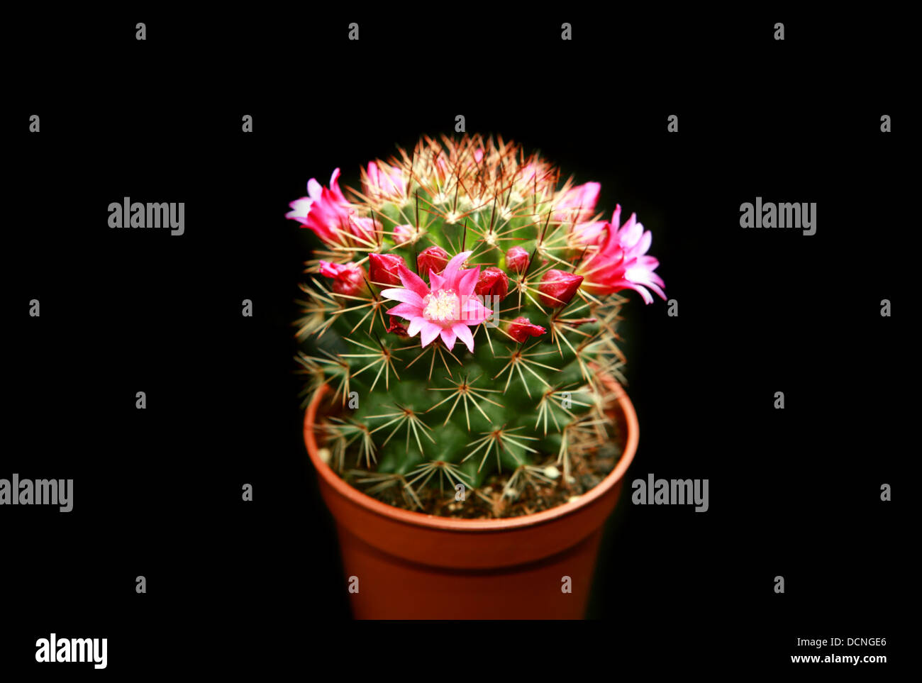 Pianta grassa viola con fiori viola immagini e fotografie stock ad alta ...