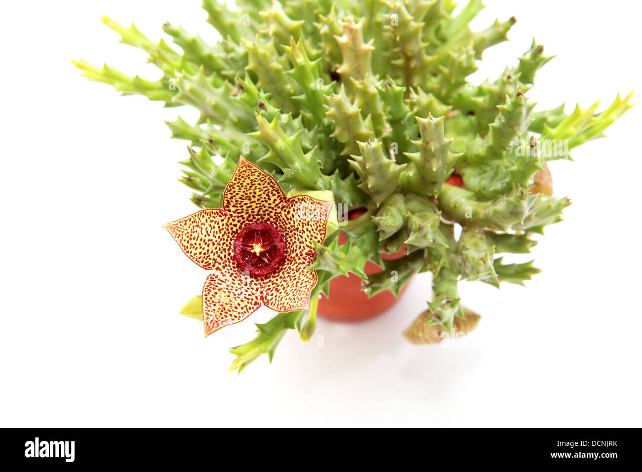 Pianta di stapelia immagini e fotografie stock ad alta risoluzione - Alamy