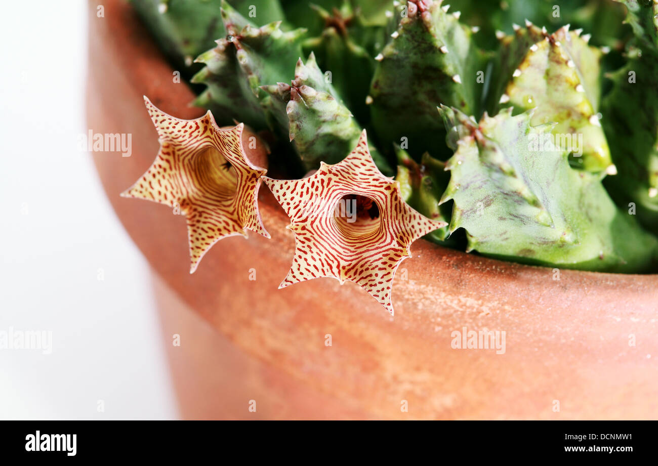 Pianta di stapelia immagini e fotografie stock ad alta risoluzione - Alamy
