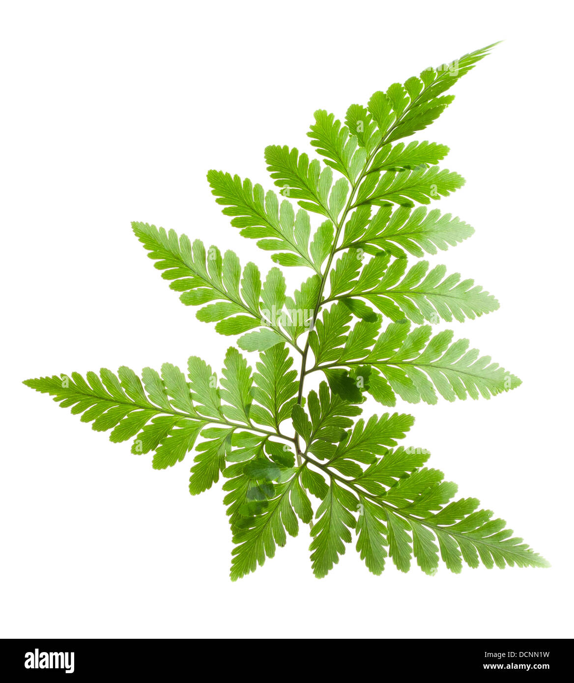 Foglia anatomia immagini e fotografie stock ad alta risoluzione - Alamy