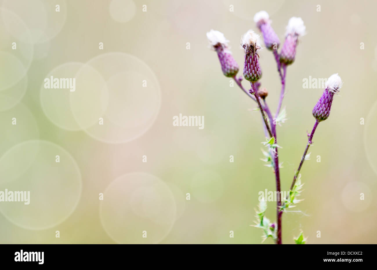 Tempo estivo immagini e fotografie stock ad alta risoluzione - Alamy Tempo estivo immagini e fotografie stock ad alta risoluzione - Alamy
