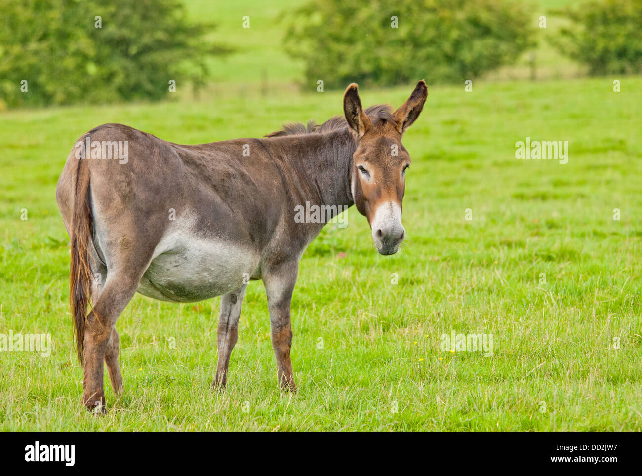 Mulo che gira immagini e fotografie stock ad alta risoluzione - Alamy