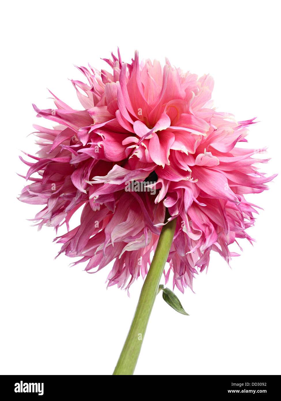 Grand dahlia immagini e fotografie stock ad alta risoluzione - Alamy