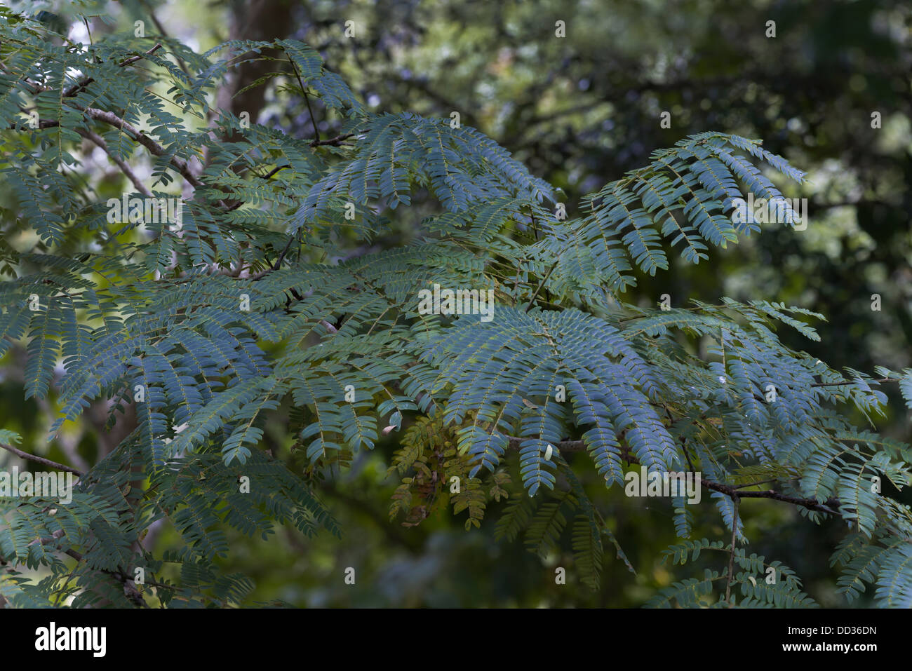 Campo di felci immagini e fotografie stock ad alta risoluzione - Alamy