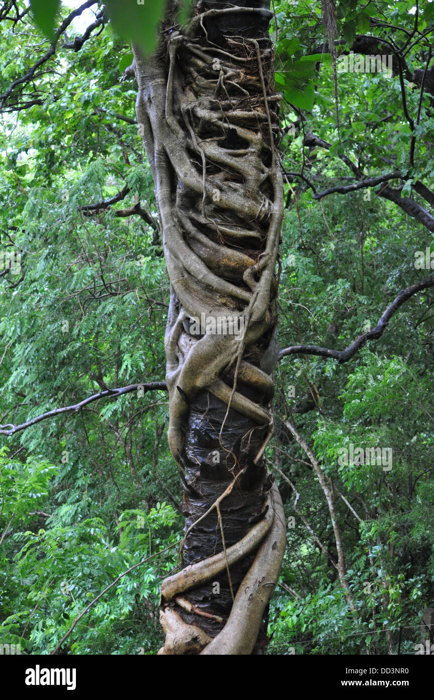 Ficus parassita di fico immagini e fotografie stock ad alta risoluzione ...