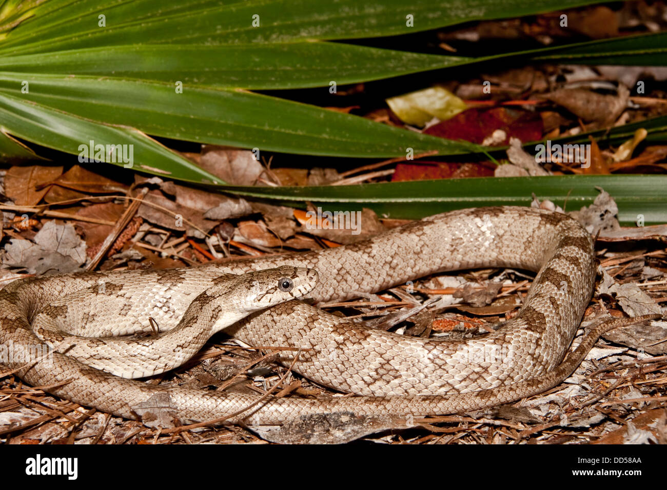 Faccia di serpente di ratto immagini e fotografie stock ad alta ...