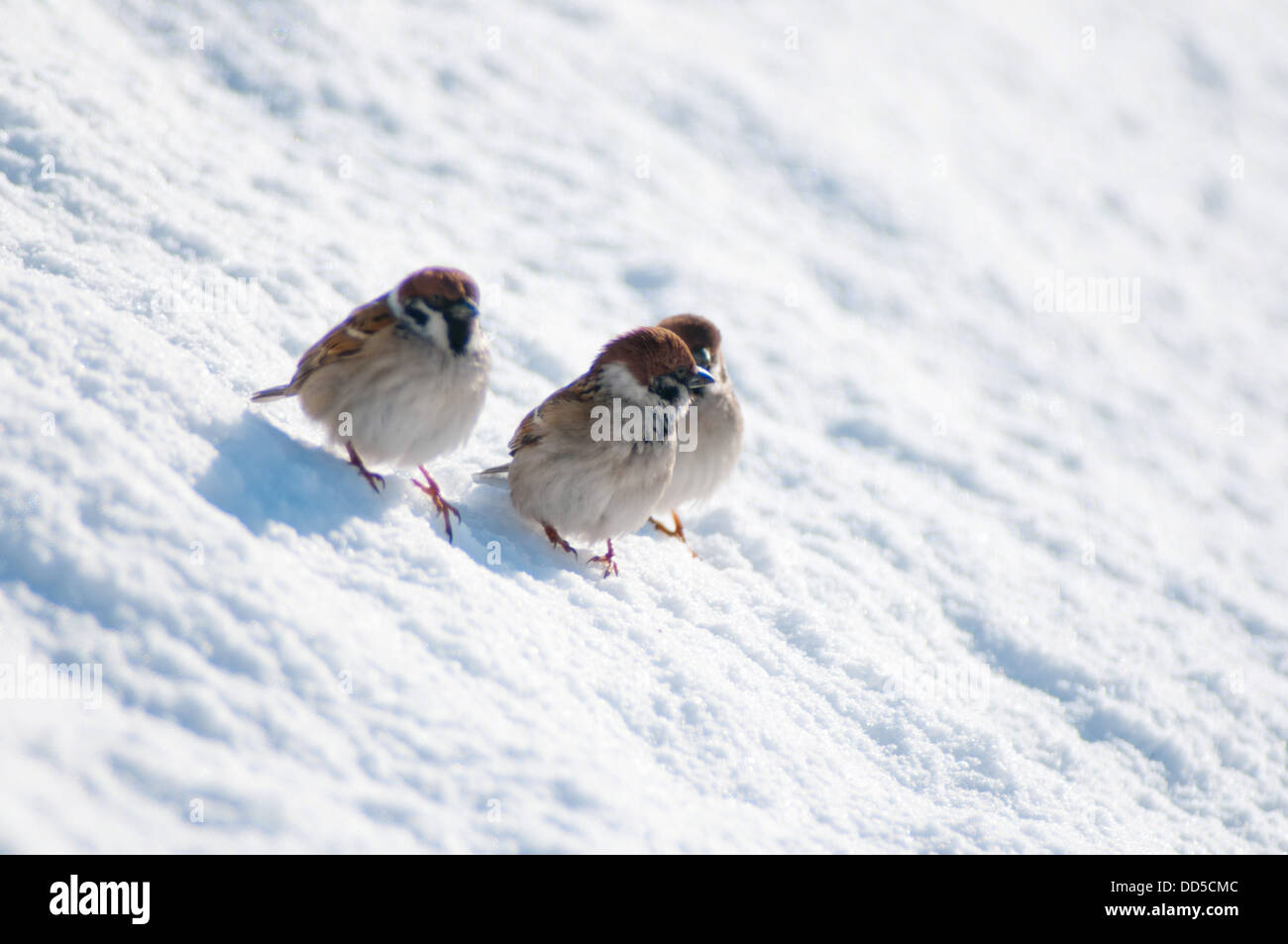 Passeriformes passeri immagini e fotografie stock ad alta risoluzione ...