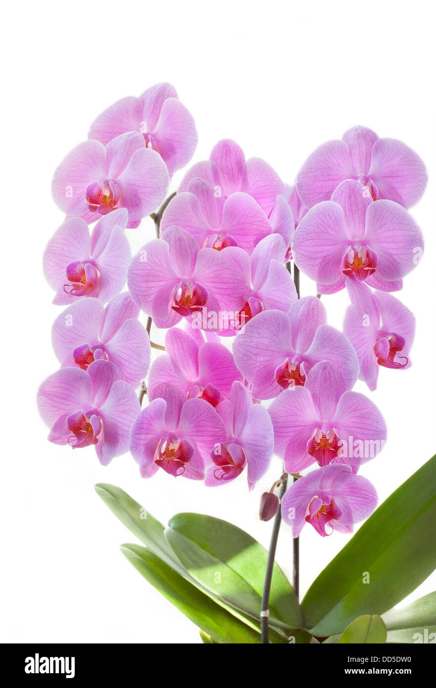 Orchidee colorate immagini e fotografie stock ad alta risoluzione - Alamy