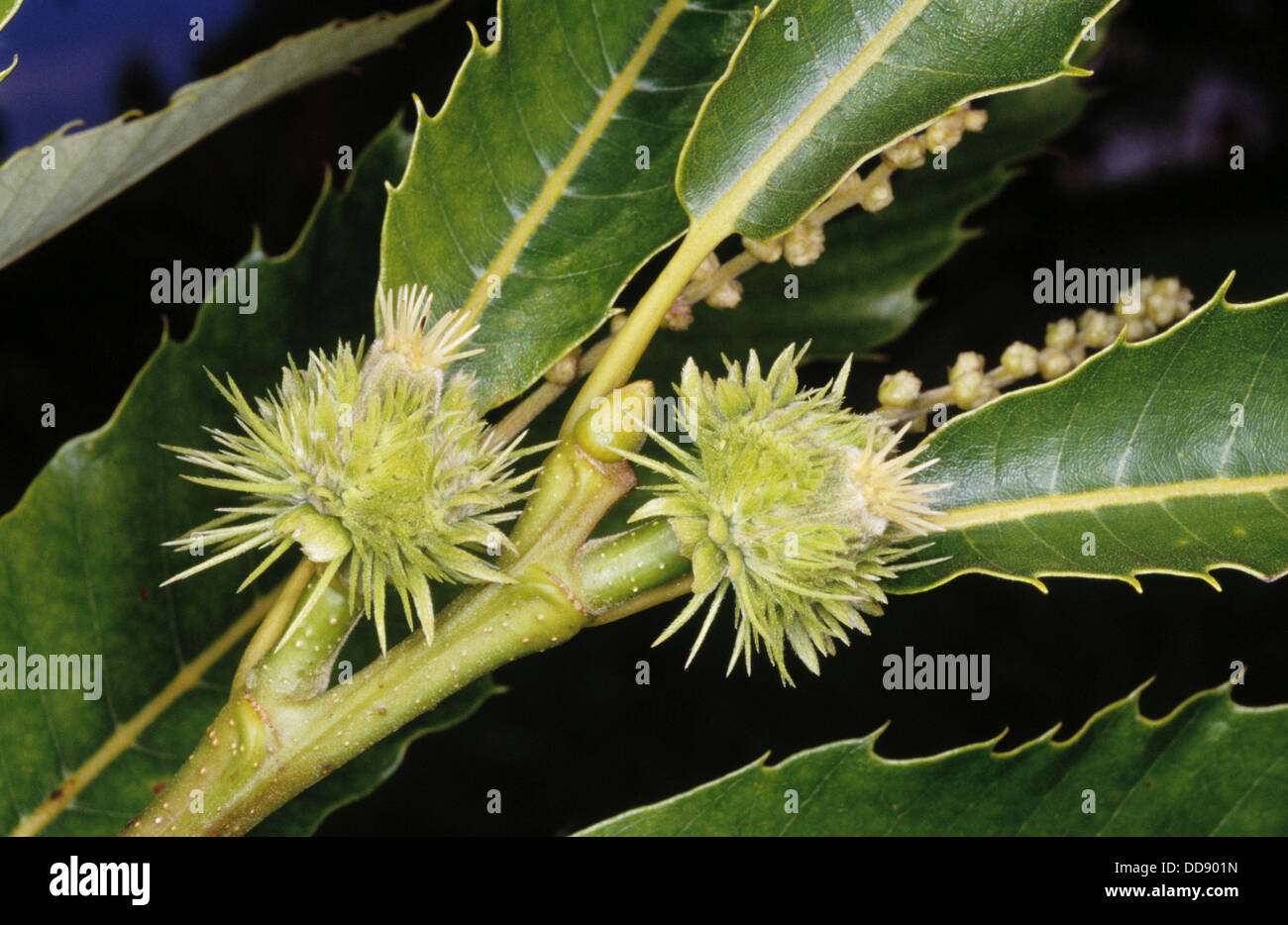 Female flower sweet chestnut castanea immagini e fotografie stock ad ...