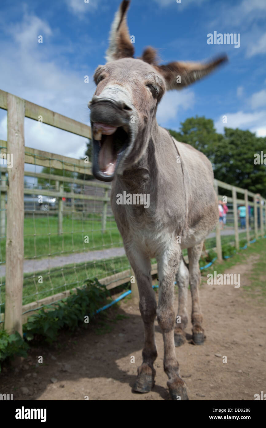 Donkey mouth immagini e fotografie stock ad alta risoluzione - Alamy