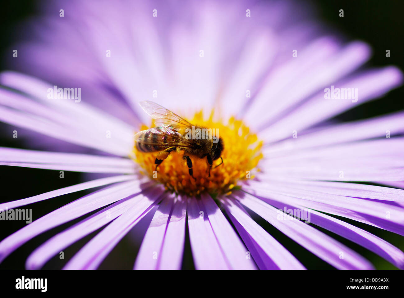 Ape esotica immagini e fotografie stock ad alta risoluzione - Alamy