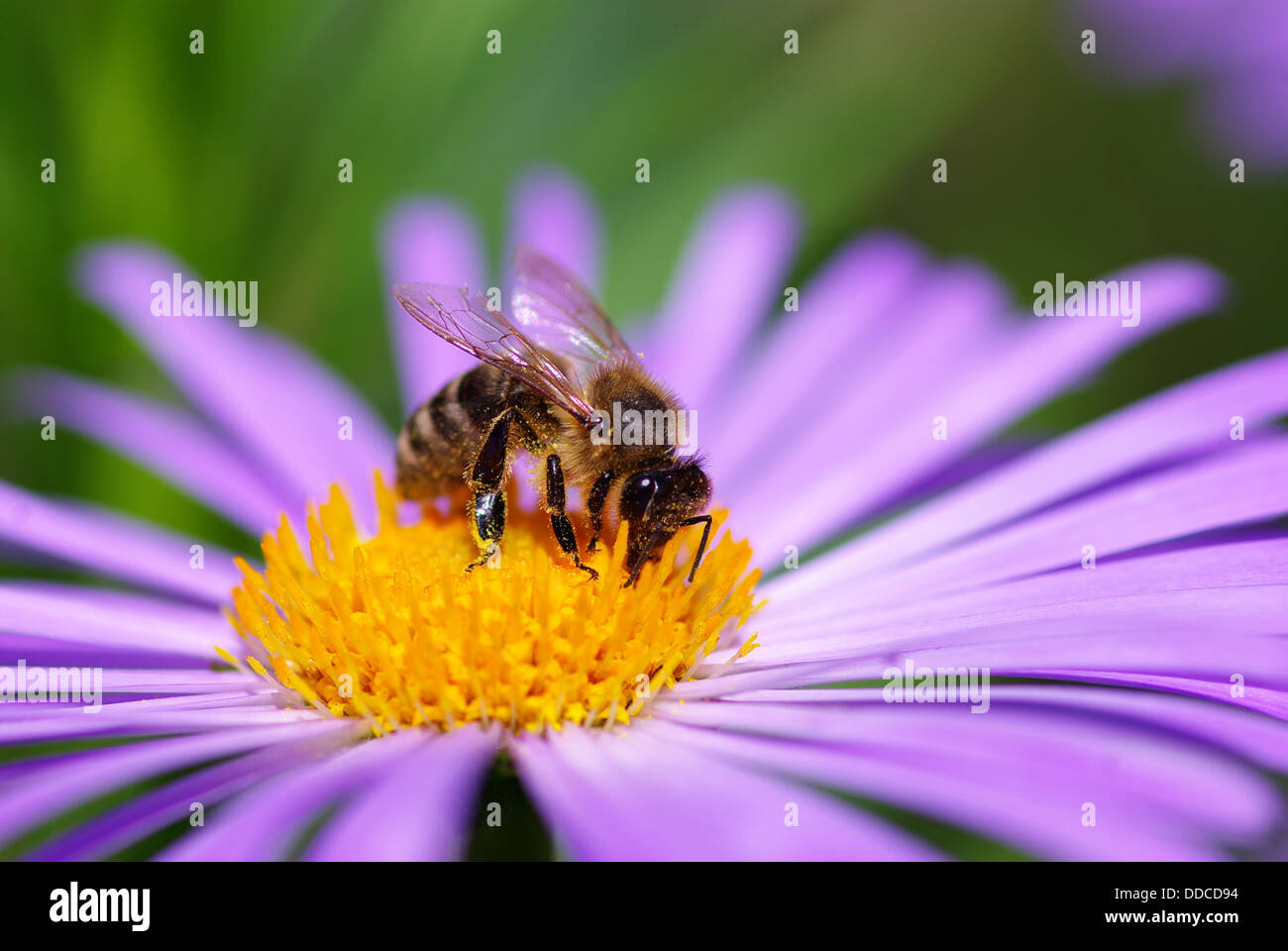 Ape esotica immagini e fotografie stock ad alta risoluzione - Alamy