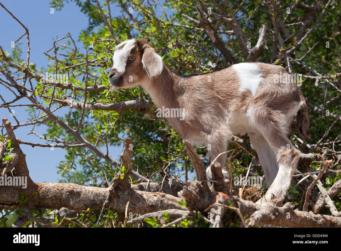 Capre in un albero di argan immagini e fotografie stock ad alta ...