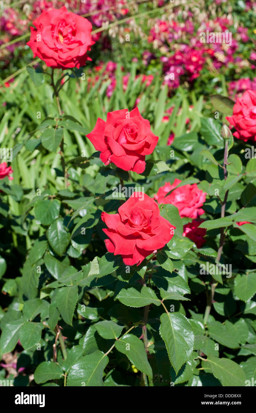 Rosa rossa di san valentino immagini e fotografie stock ad alta ... Rosa rossa di san valentino immagini e fotografie stock ad alta ...