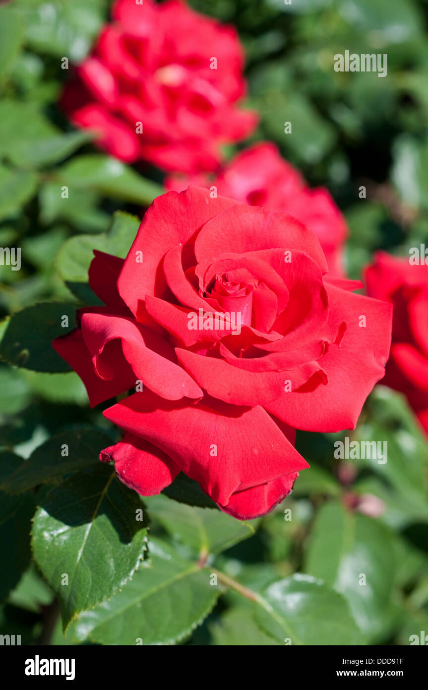 Rosa rossa di san valentino immagini e fotografie stock ad alta ... Rosa rossa di san valentino immagini e fotografie stock ad alta ...