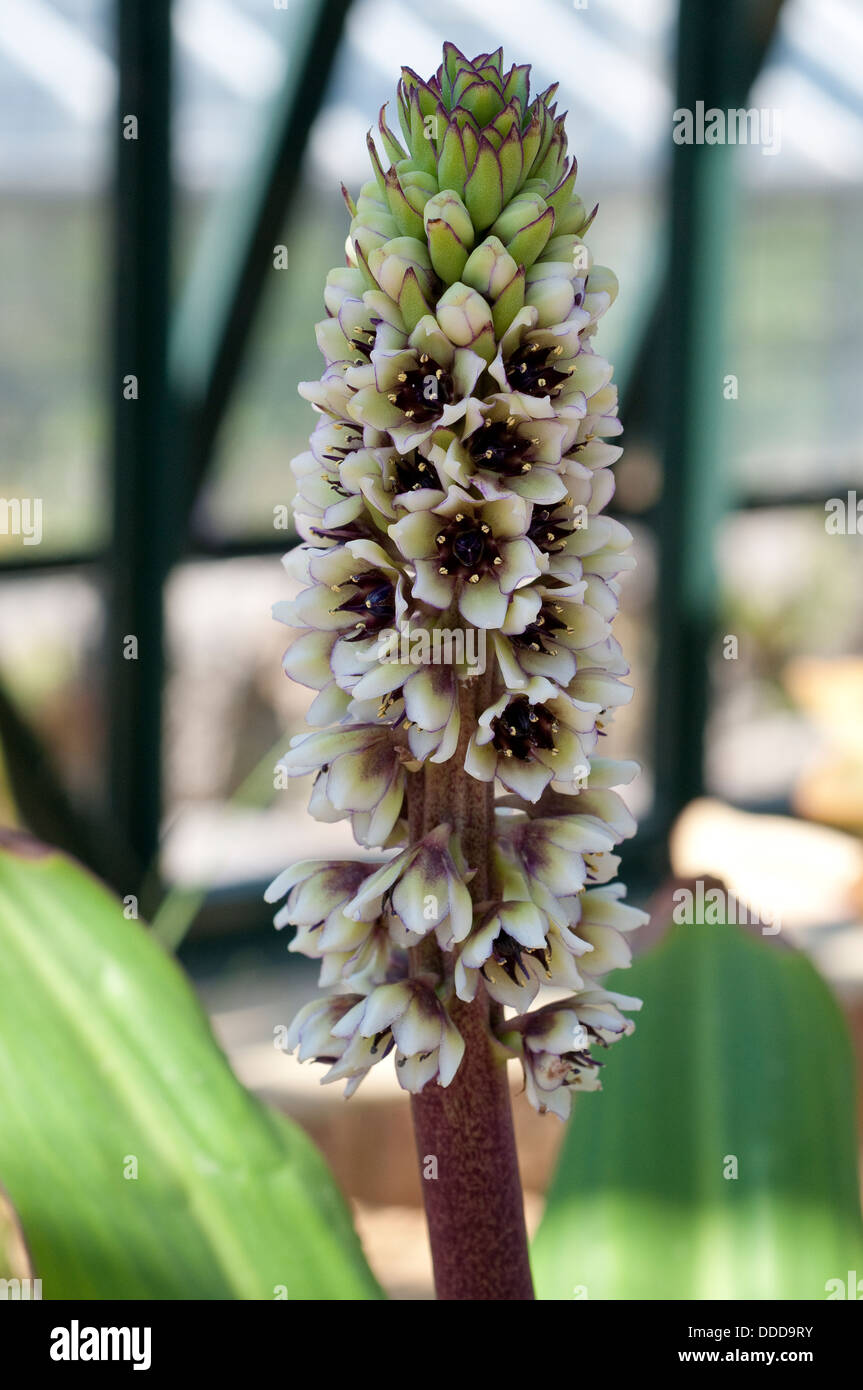 Giglio di ananas immagini e fotografie stock ad alta risoluzione - Alamy