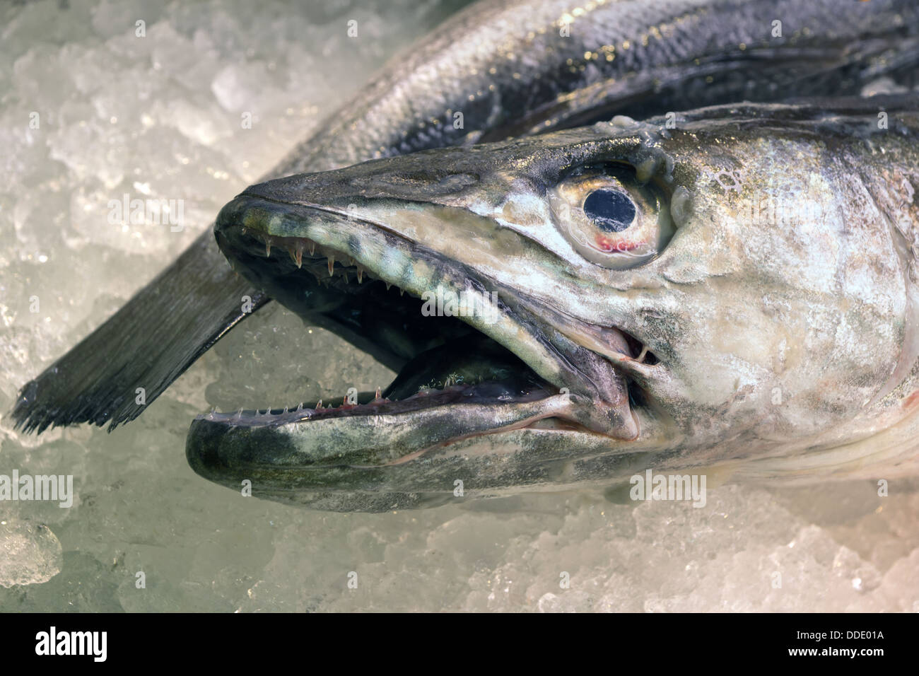 Pesce di nasello immagini e fotografie stock ad alta risoluzione - Alamy