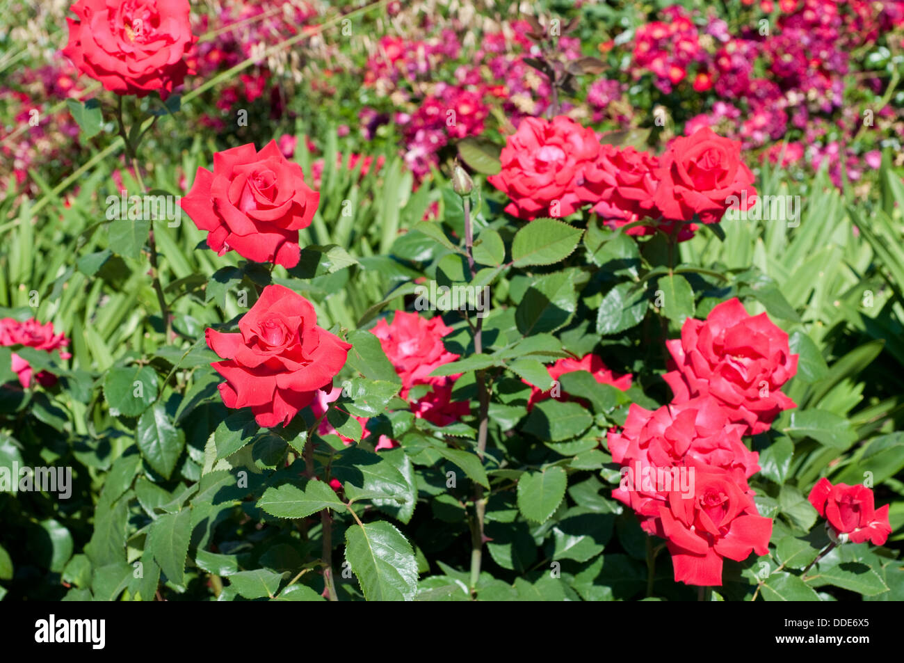 Rosa rossa di san valentino immagini e fotografie stock ad alta ... Rosa rossa di san valentino immagini e fotografie stock ad alta ...