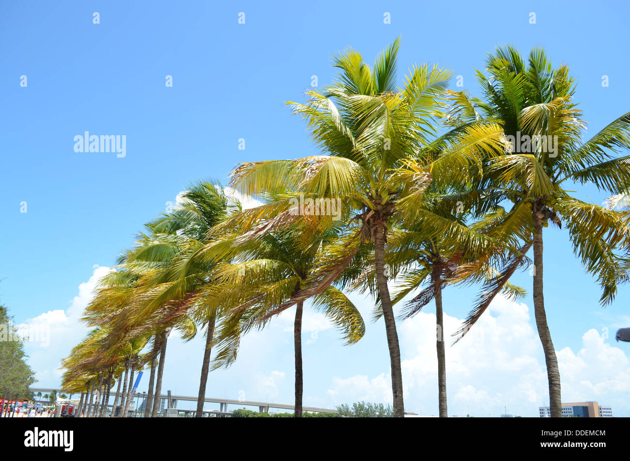 Vento tra le palme immagini e fotografie stock ad alta risoluzione - Alamy
