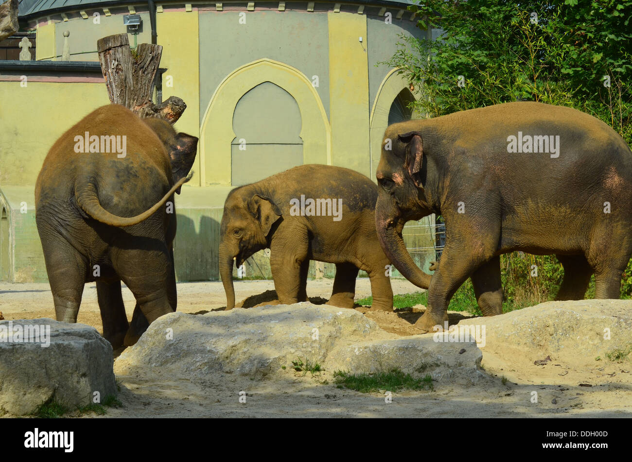 Zoo di Monaco Hellabrunn fondato nel 1911 è stato il primo Geo-zoo al ...