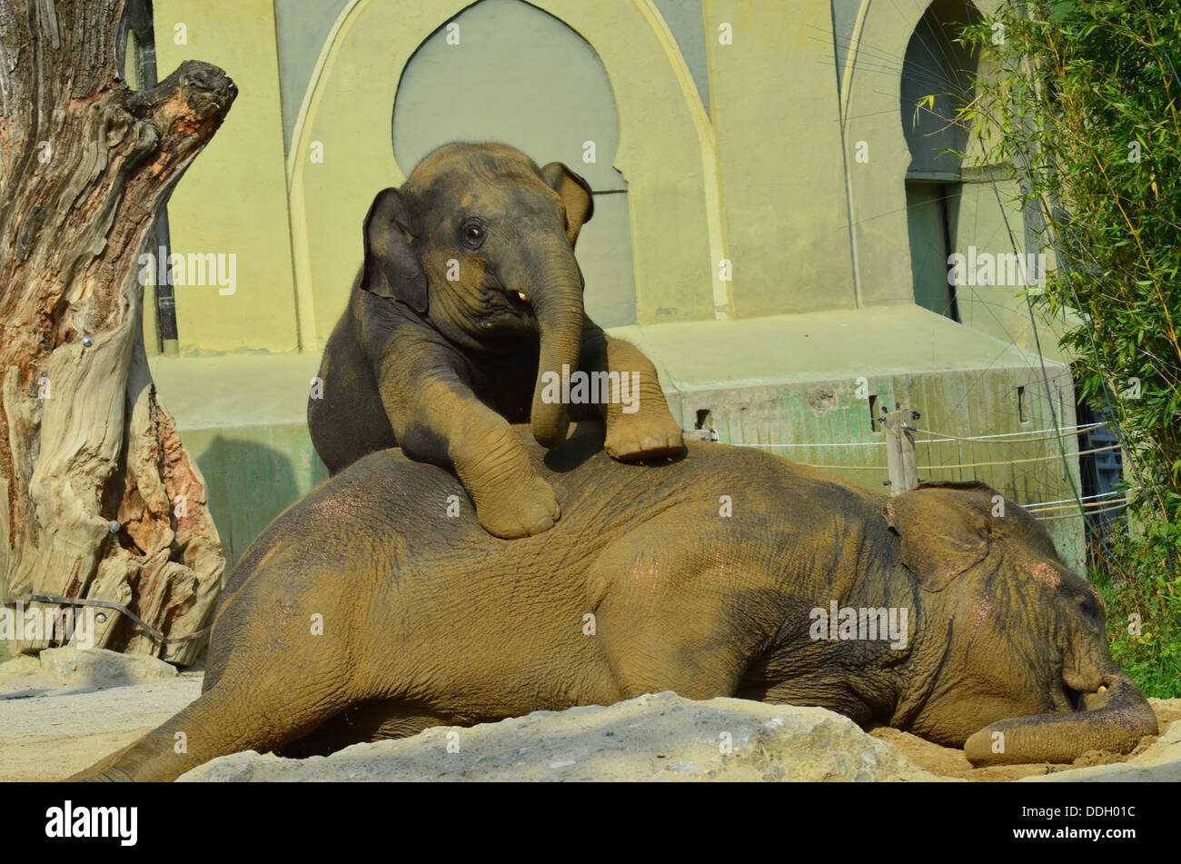 Zoo di Monaco Hellabrunn fondato nel 1911 è stato il primo Geo-zoo al ...