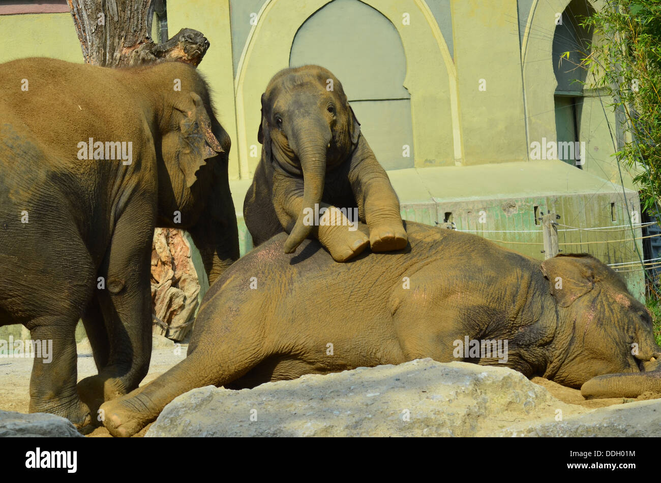 Zoo di Monaco Hellabrunn fondato nel 1911 è stato il primo Geo-zoo al ...