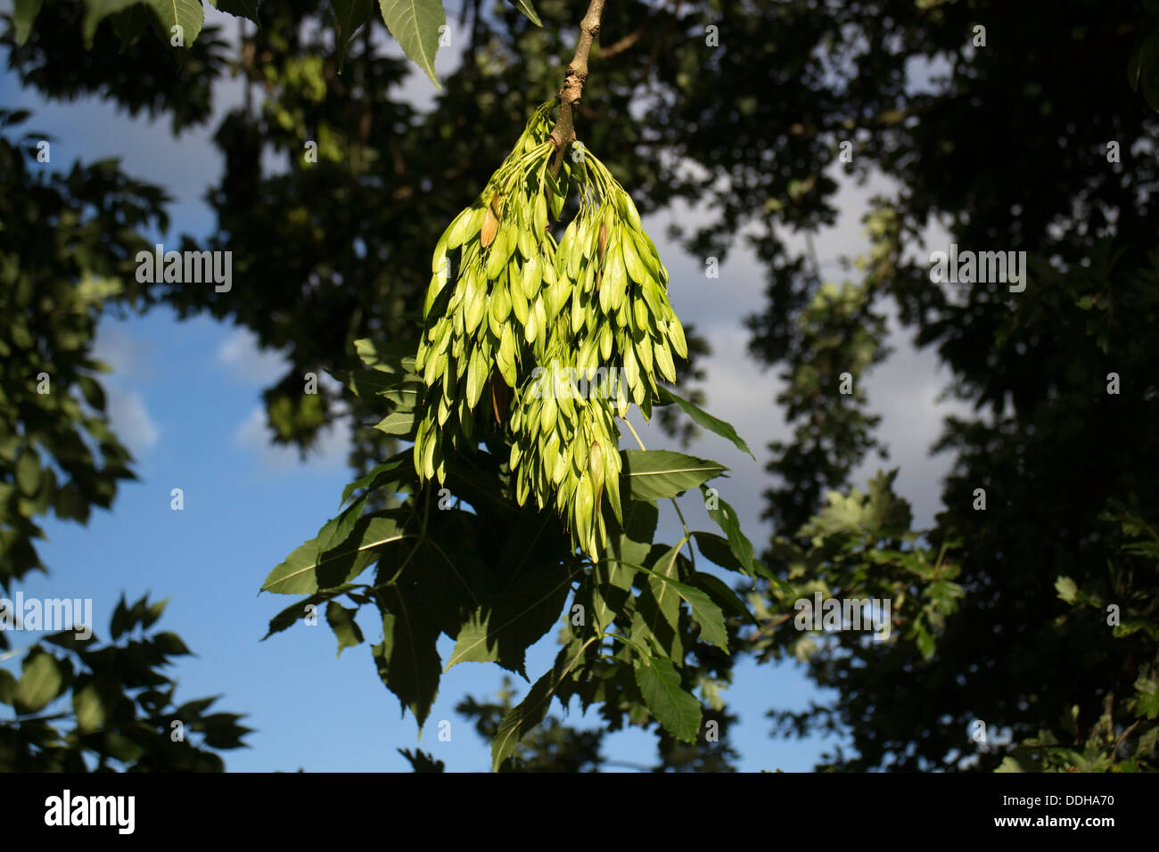 Frassino fraxinus excelsior alberi immagini e fotografie stock ad alta ...