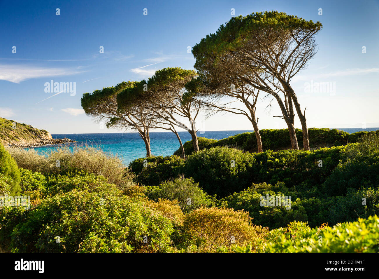 Parasole pinus pinea pin immagini e fotografie stock ad alta ...