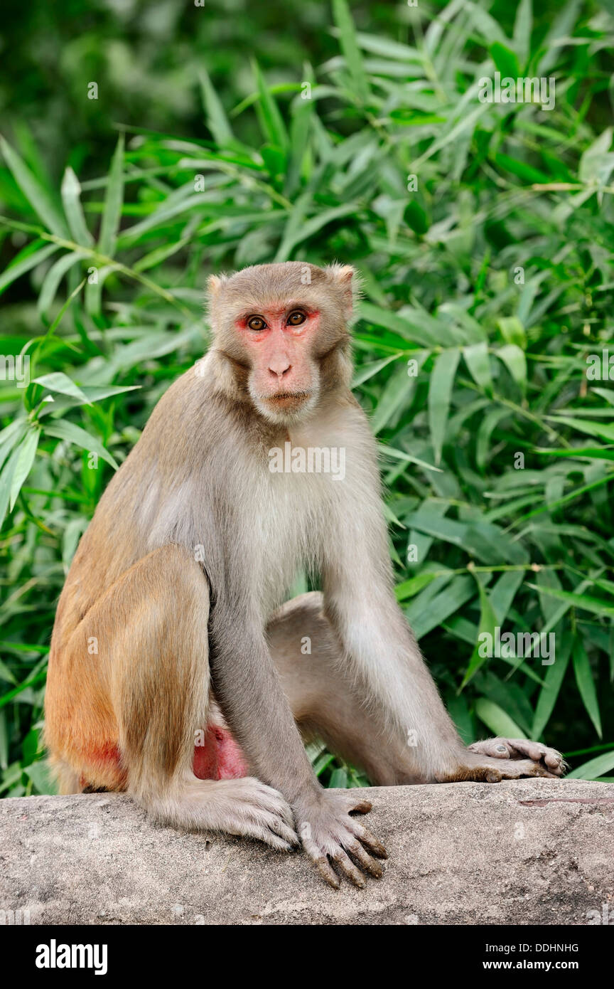 India macaca mulatta primate old world rhesus monkey macaque immagini e fotografie stock ad alta ...