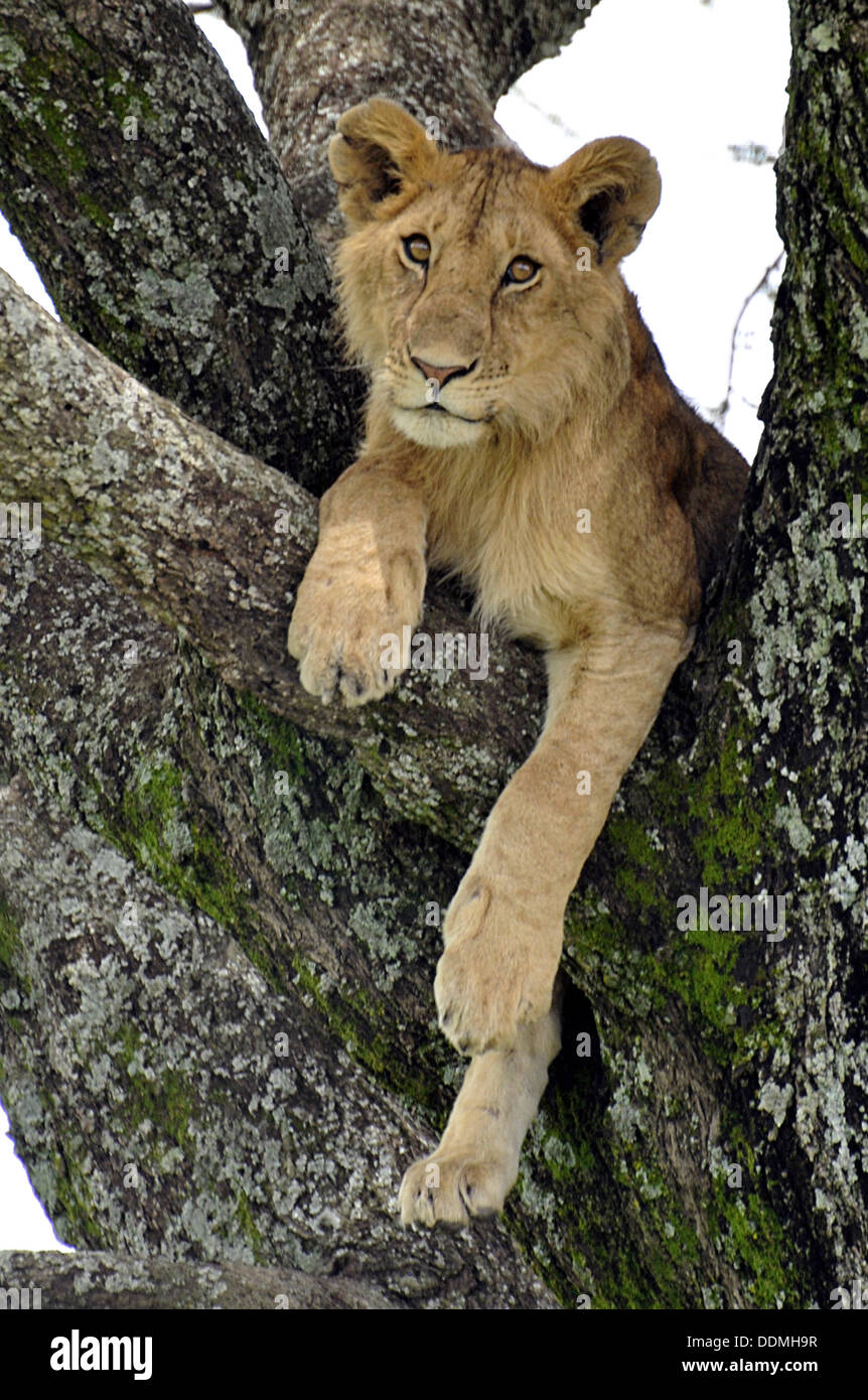Preda leone adulto immagini e fotografie stock ad alta risoluzione - Alamy
