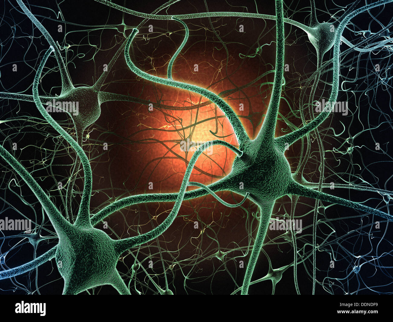 Cellule neurone immagini e fotografie stock ad alta risoluzione - Alamy