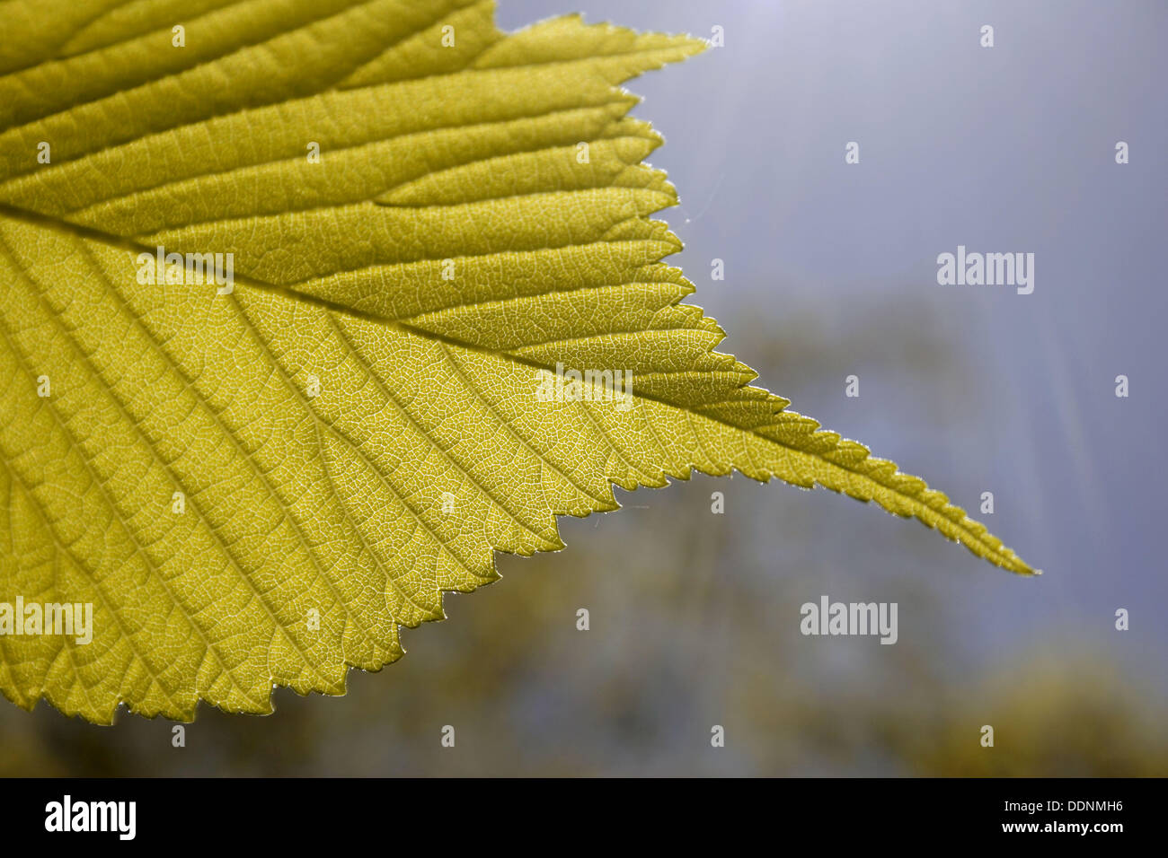 Ulmus glabra huds immagini e fotografie stock ad alta risoluzione - Alamy