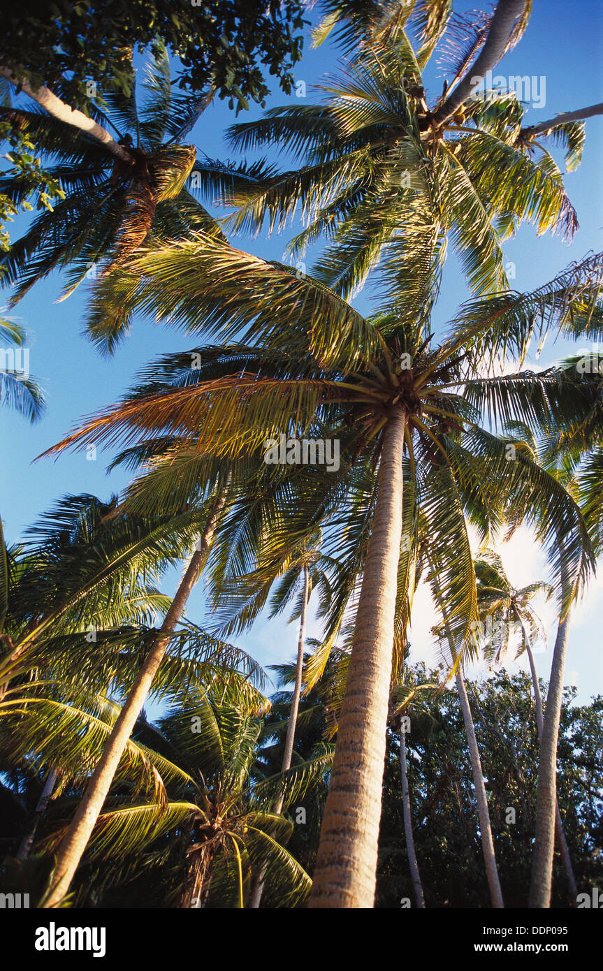 Fiji islands immagini e fotografie stock ad alta risoluzione - Alamy