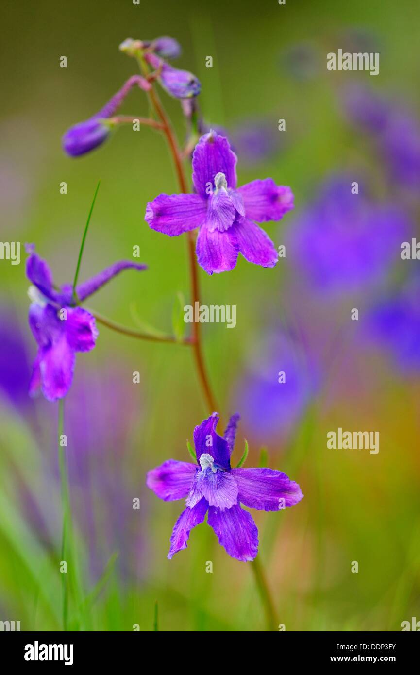 Struttura del delfinio immagini e fotografie stock ad alta risoluzione ...