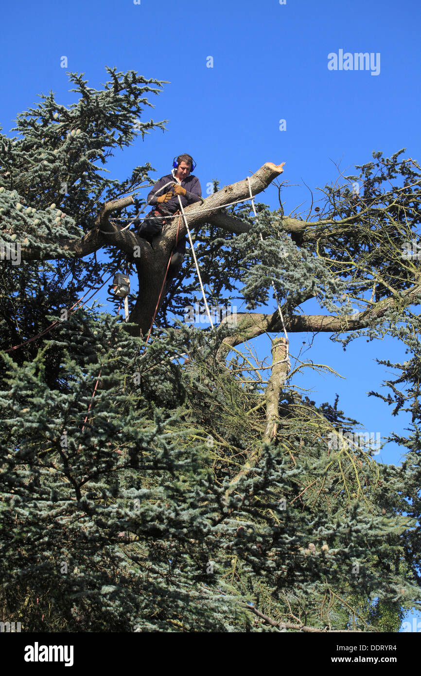 Grande albero di cedro immagini e fotografie stock ad alta risoluzione ...