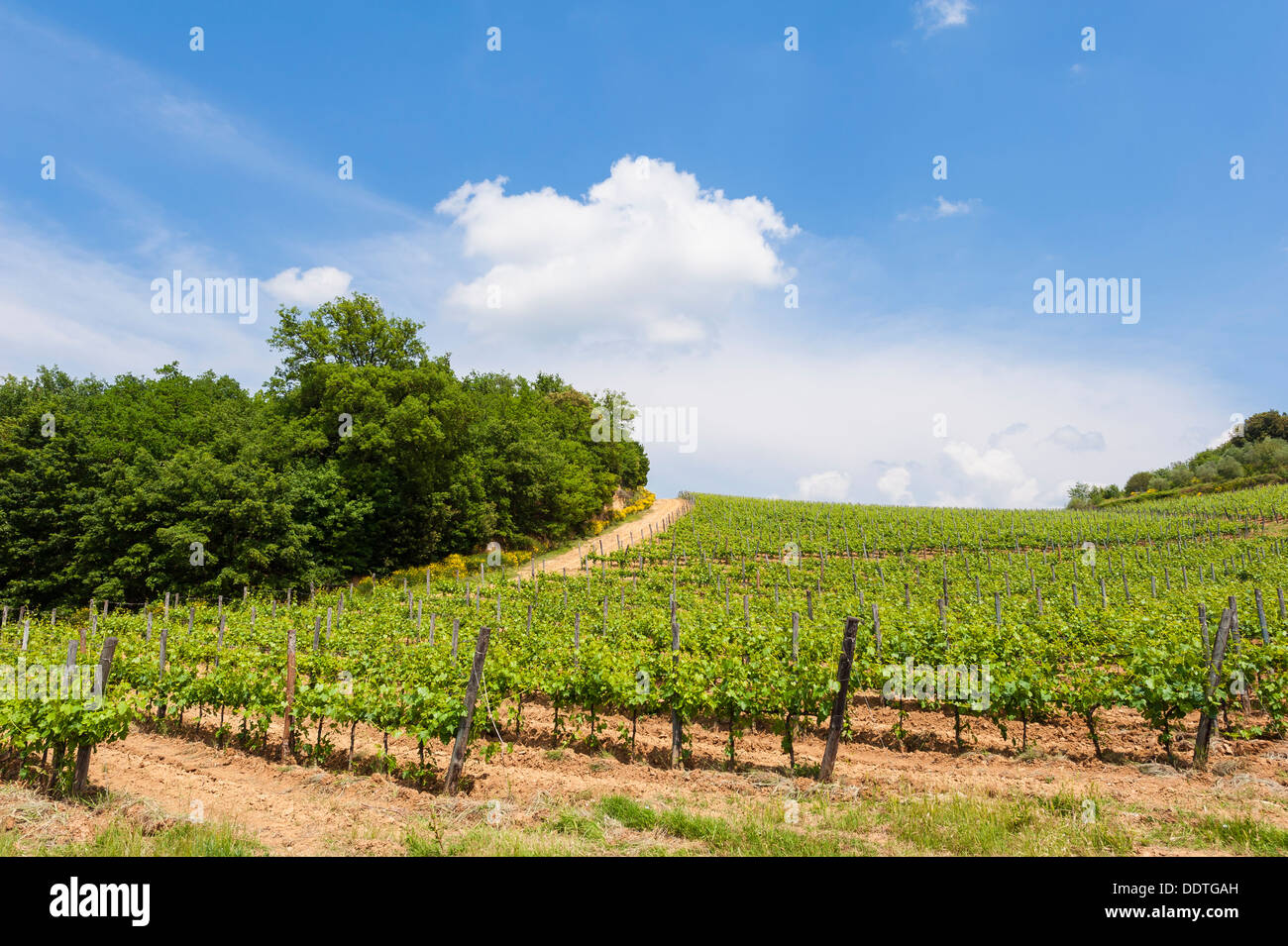Vigneto in toscana immagini e fotografie stock ad alta risoluzione - Alamy
