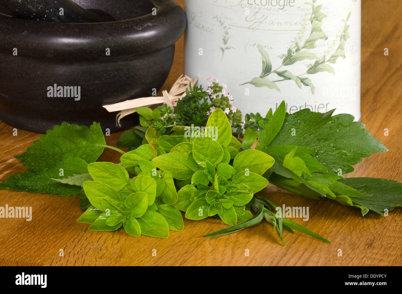 Melissa (Melissa officinalis), origano (Origanum vulgare), levistico ...