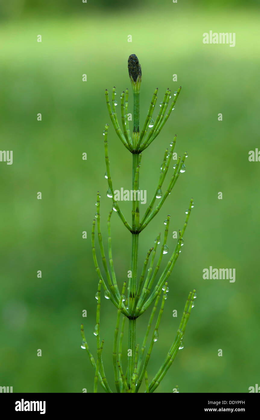 Equisetum palustre immagini e fotografie stock ad alta risoluzione - Alamy