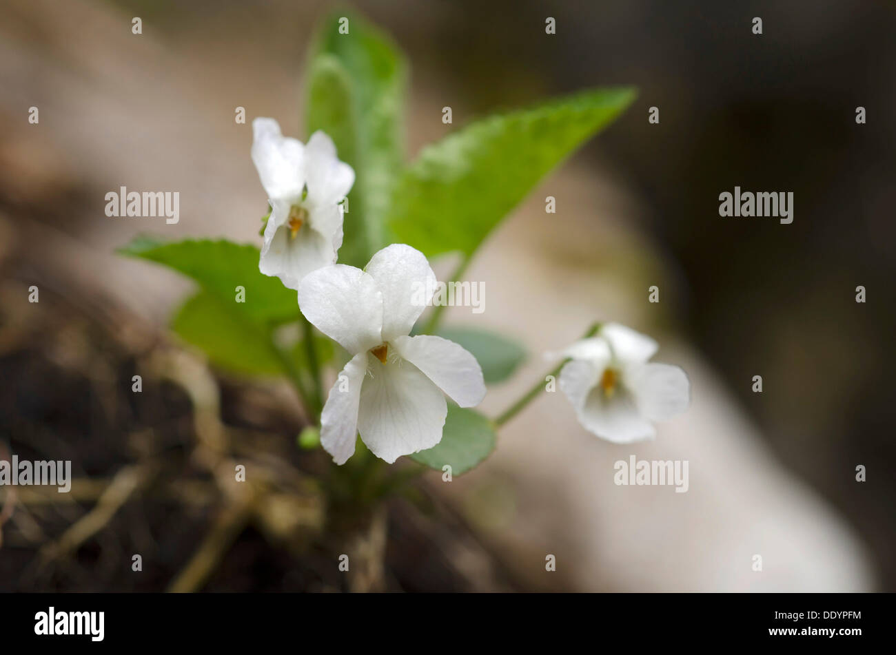 Pianta viola di parma immagini e fotografie stock ad alta risoluzione ...