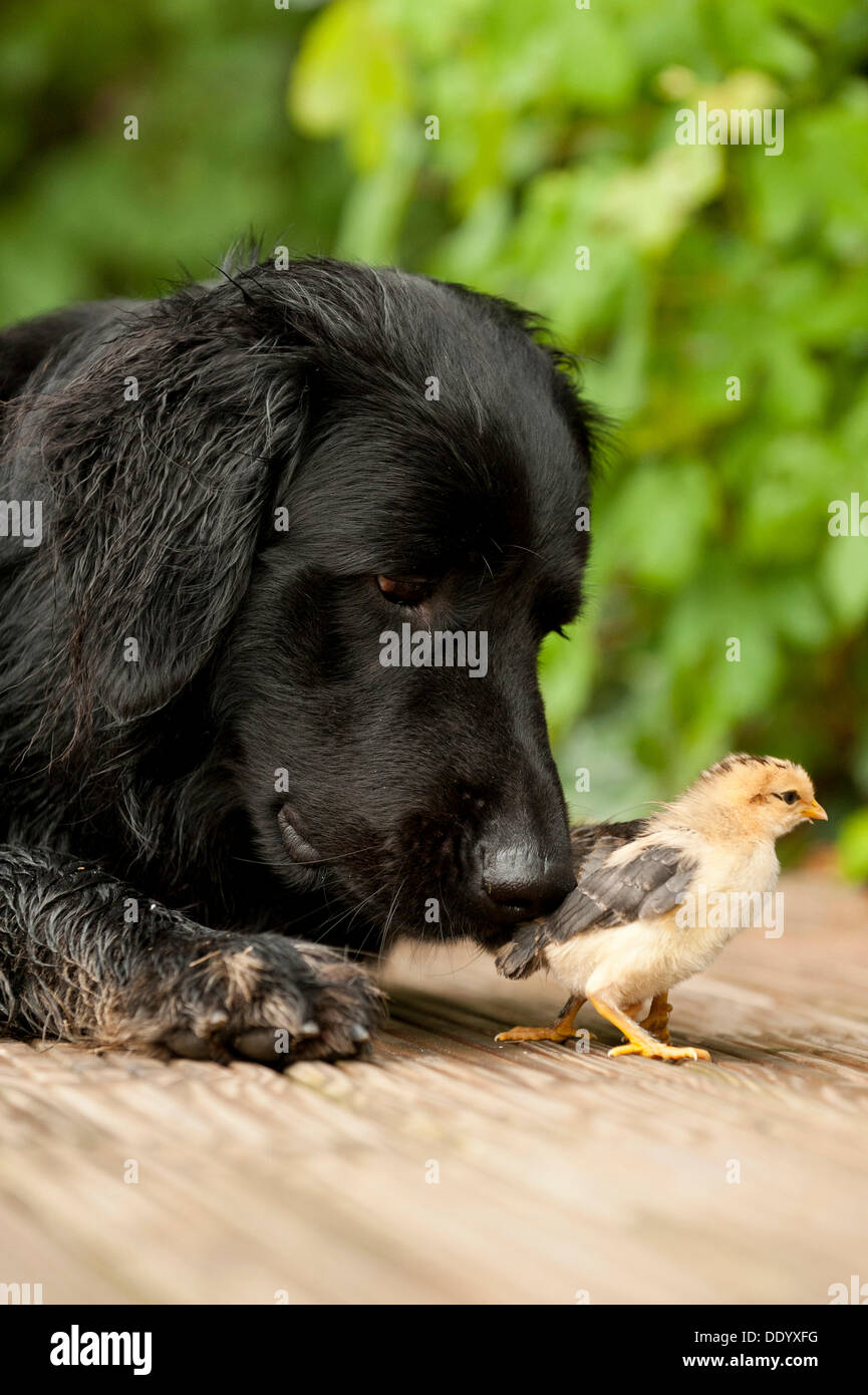 Osservare il ritratto animale immagini e fotografie stock ad alta ...