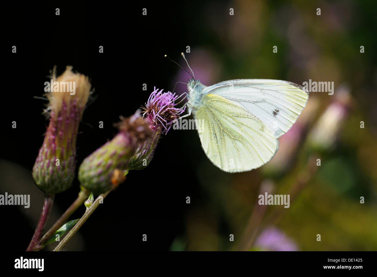 Piccola falena bianca immagini e fotografie stock ad alta risoluzione ...