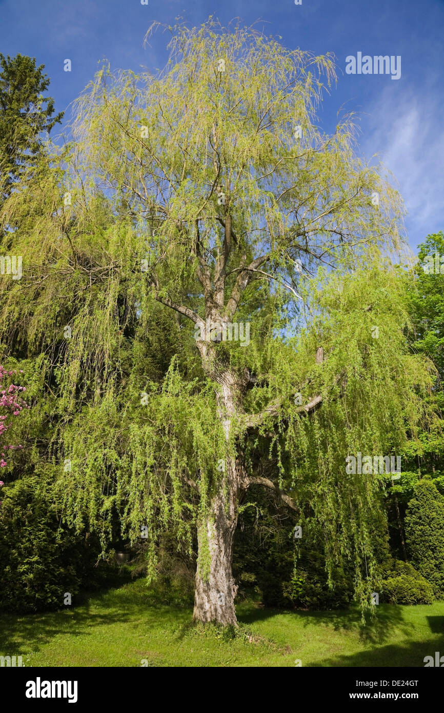 Albero di salice salix sp immagini e fotografie stock ad alta ...